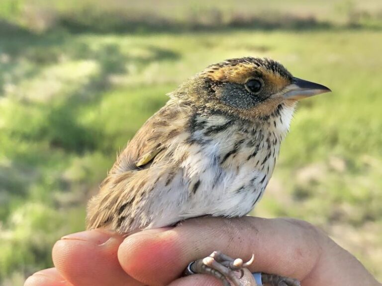 The Watershed & the Marsh – Friends of Belle Isle Marsh