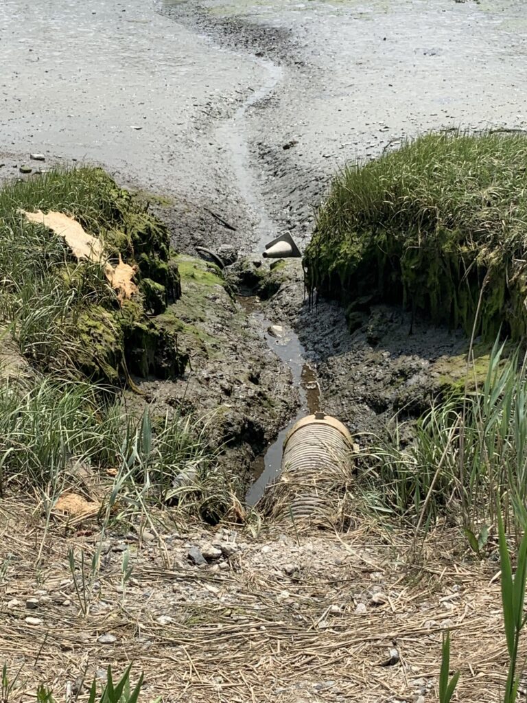 Marsh Threats – Friends of Belle Isle Marsh